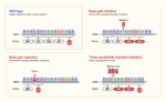 Frameshift Mutation - Definition, Types, Causes, Examples - Biology ...