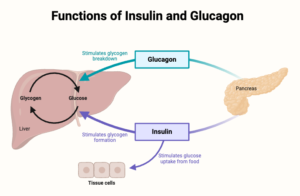 Pancreas - Diagram, Structure, Hormones, Functions, Disorders - Biology ...