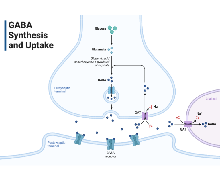 Neurotransmitters - Definition, Types, Mechanism, Functions - Biology ...