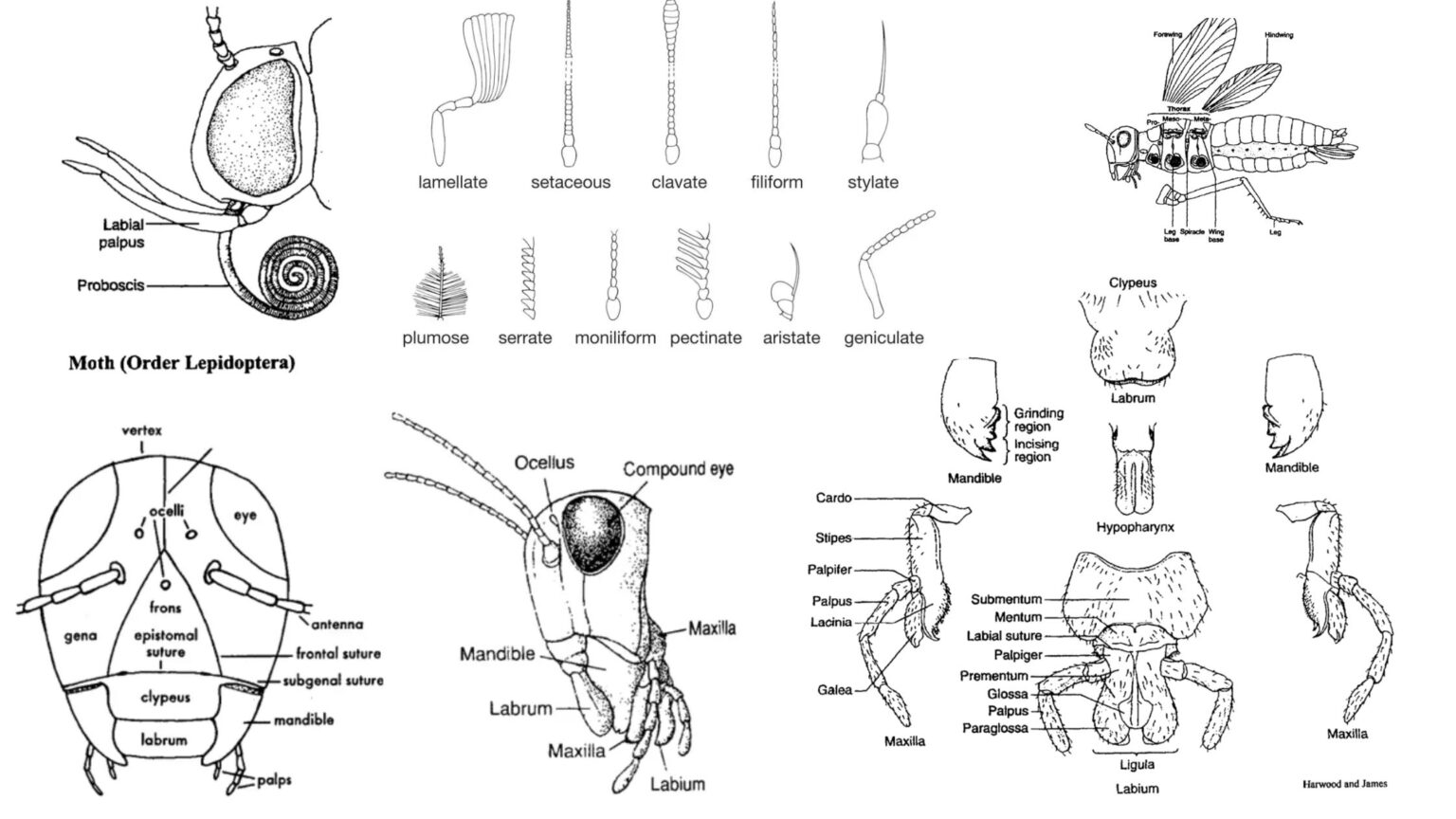 Growth And Metamorphosis In Insects - Biology Notes Online