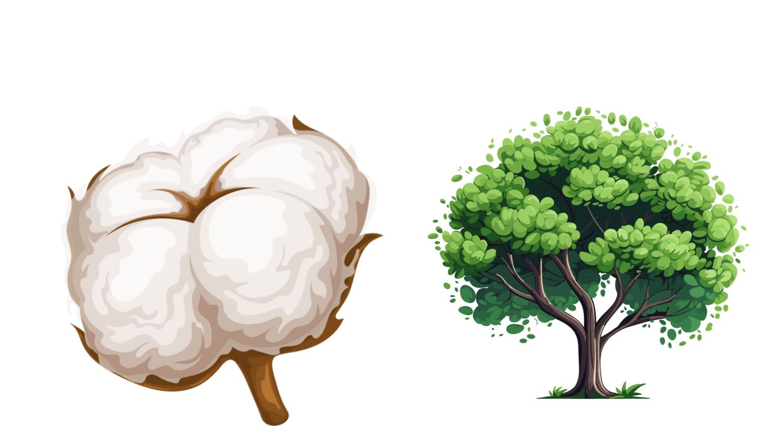 General Descriptions Of Legumes Plants With Examples, Importance ...