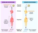 Types of Mutations - Biology Notes Online