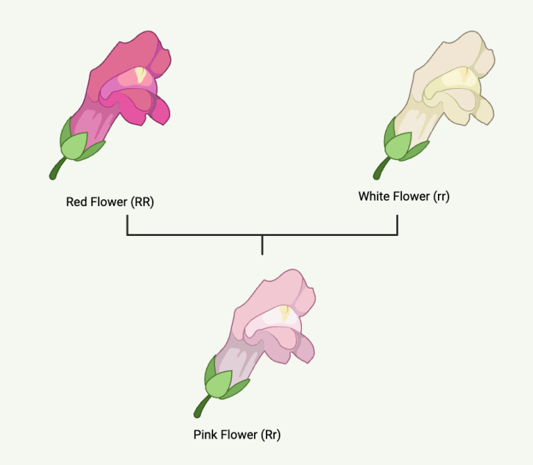 Incomplete Dominance - Definition, Mechanism, Examples - Biology Notes ...