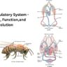 Insect Respiratory System - Structure and functions - Biology Notes Online