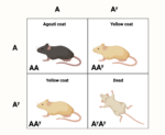 Lethal Allele - Definition, Types, Causes, Examples - Biology Notes Online