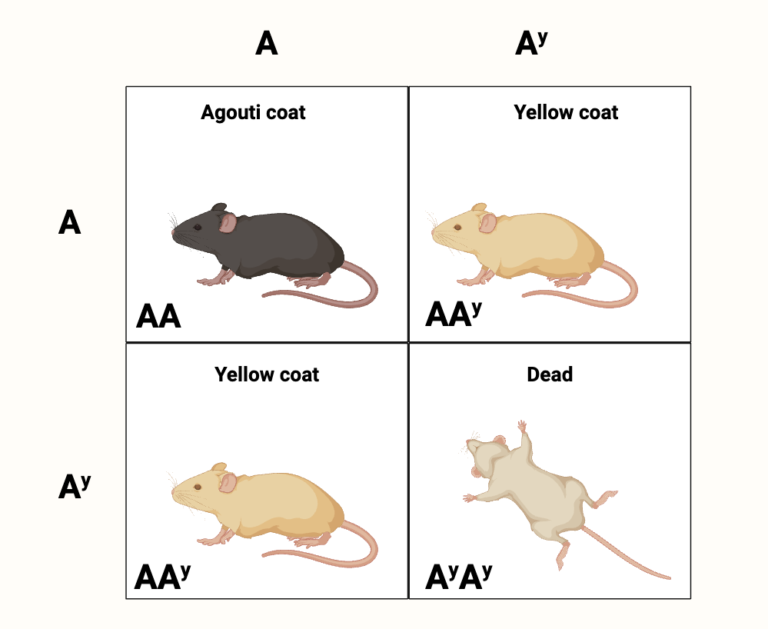 Gene Interaction - Definition, Types, Examples, Importance - Biology ...