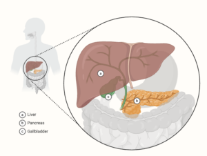 Pancreas - Diagram, Structure, Hormones, Functions, Disorders - Biology ...