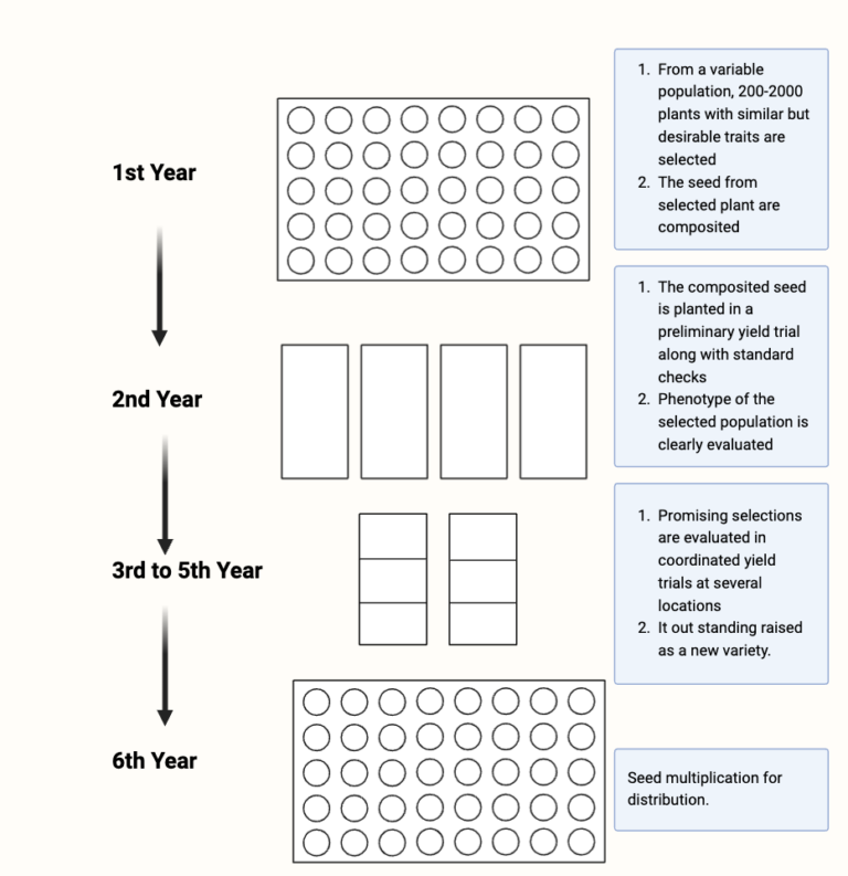 Mass Selection Method - Procedure, Applications, Merits, Demerits ...