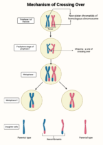 Crossing Over - Definition, Types, Mechanism, Significance, Example ...