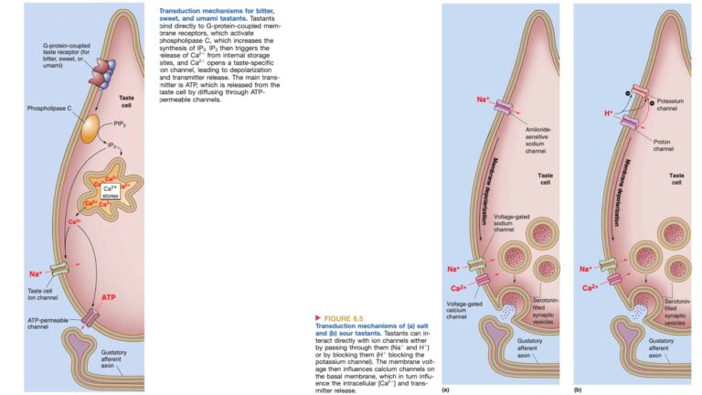 Taste - Organs, Receptor, Mechanisms, Central Taste Pathways, Neural ...
