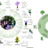 Botany Notes Topic Wise - Biology Notes Online