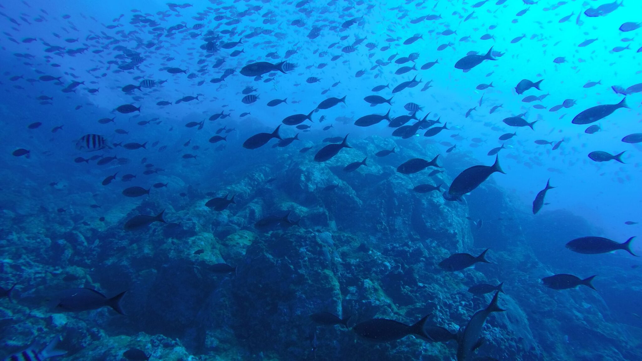 Fishing Crafts And Gears - Definition, Types, Examples - Biology Notes ...