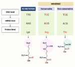 Missense Mutation - Definition, Types, Causes, Examples - Biology Notes ...
