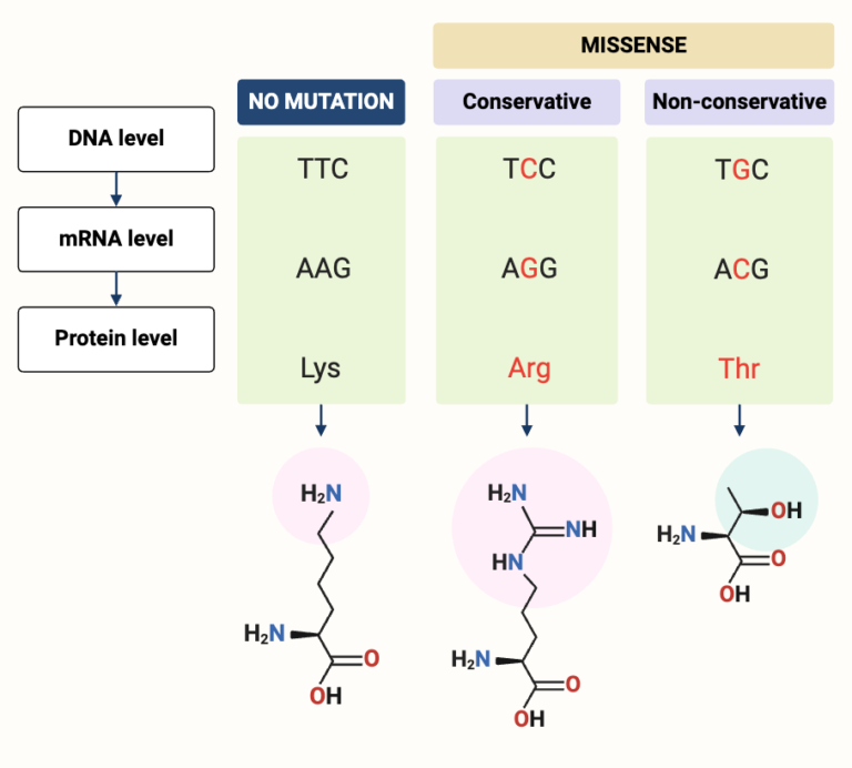 Missense Mutation - Definition, Types, Causes, Examples - Biology Notes ...