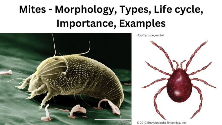 Parasitology Archives - Biology Notes Online