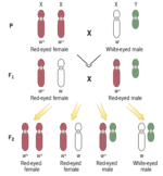 Chromosomal Theory of Inheritance - Biology Notes Online