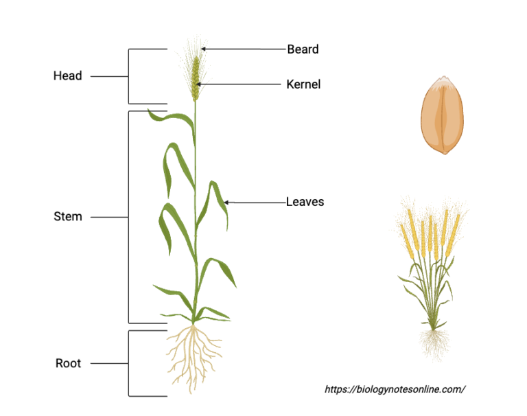 Wheat - Morphology, Types, Grades, Harvesting, Products - Biology Notes ...