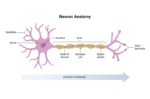 Axon - Definition, Structure, Types, Functions - Biology Notes Online