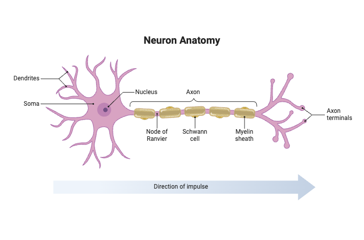 Axons Definition Bipolar Neuron Wikipedia
