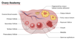 Ovaries - Definition, Structure, Hormones, Functions - Biology Notes Online