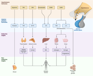 Pituitary Gland - Structure, Hormones, Functions, Disorders - Biology ...
