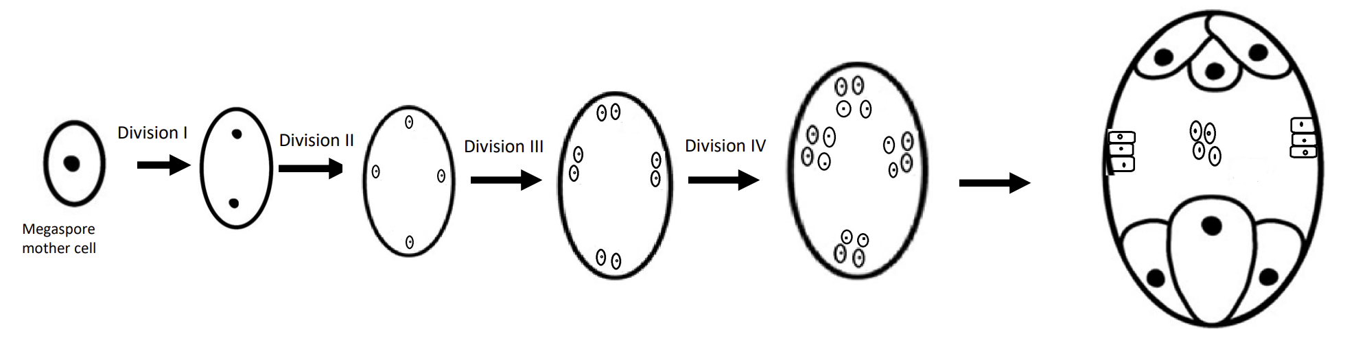 Embryo Sac - Structure, Types, Development, Function - Biology Notes Online