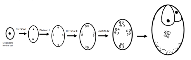 Embryo Sac - Structure, Types, Development, Function - Biology Notes Online