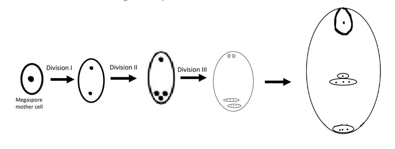 Embryo Sac - Structure, Types, Development, Function - Biology Notes Online