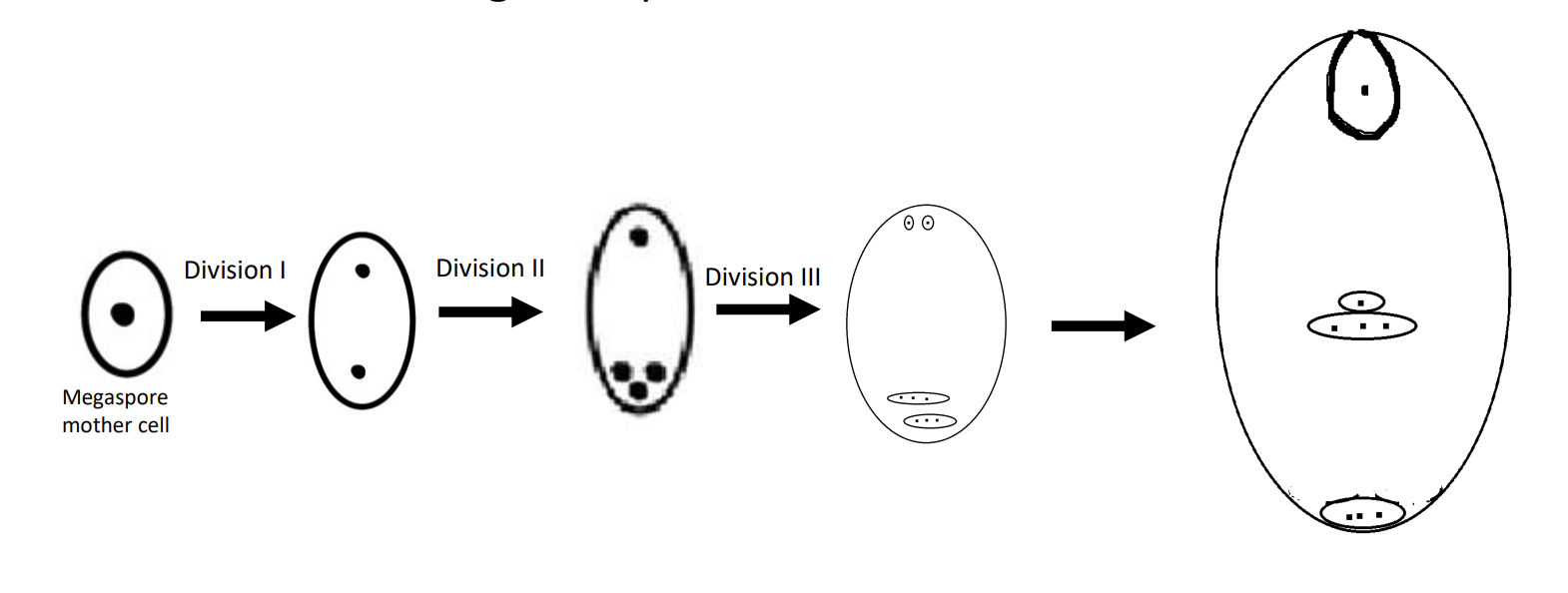 Embryo Sac - Structure, Types, Development, Function - Biology Notes Online