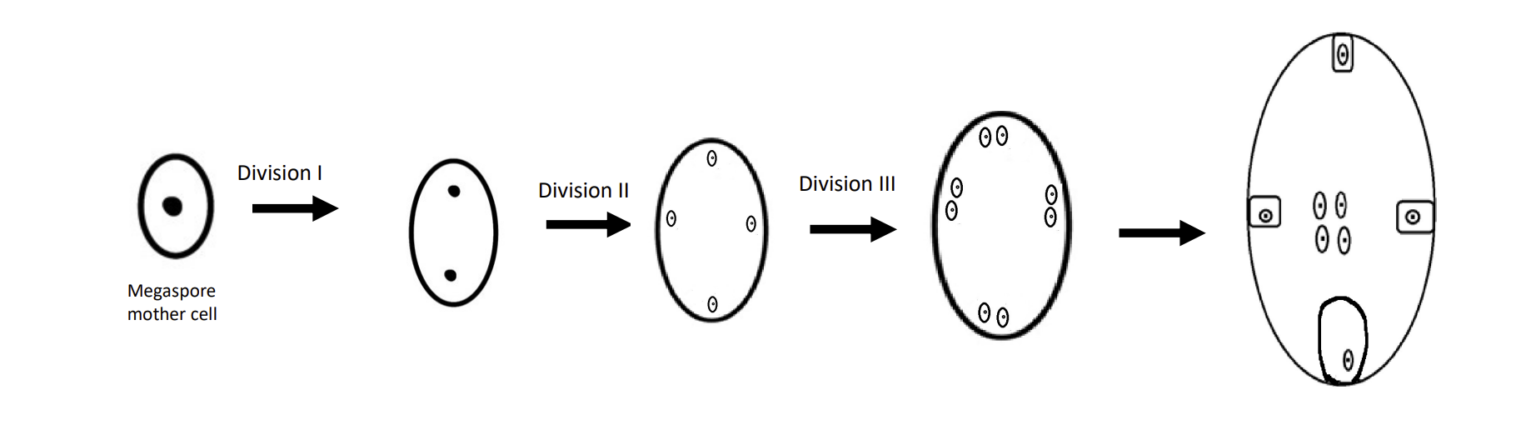 Embryo Sac - Structure, Types, Development, Function - Biology Notes Online