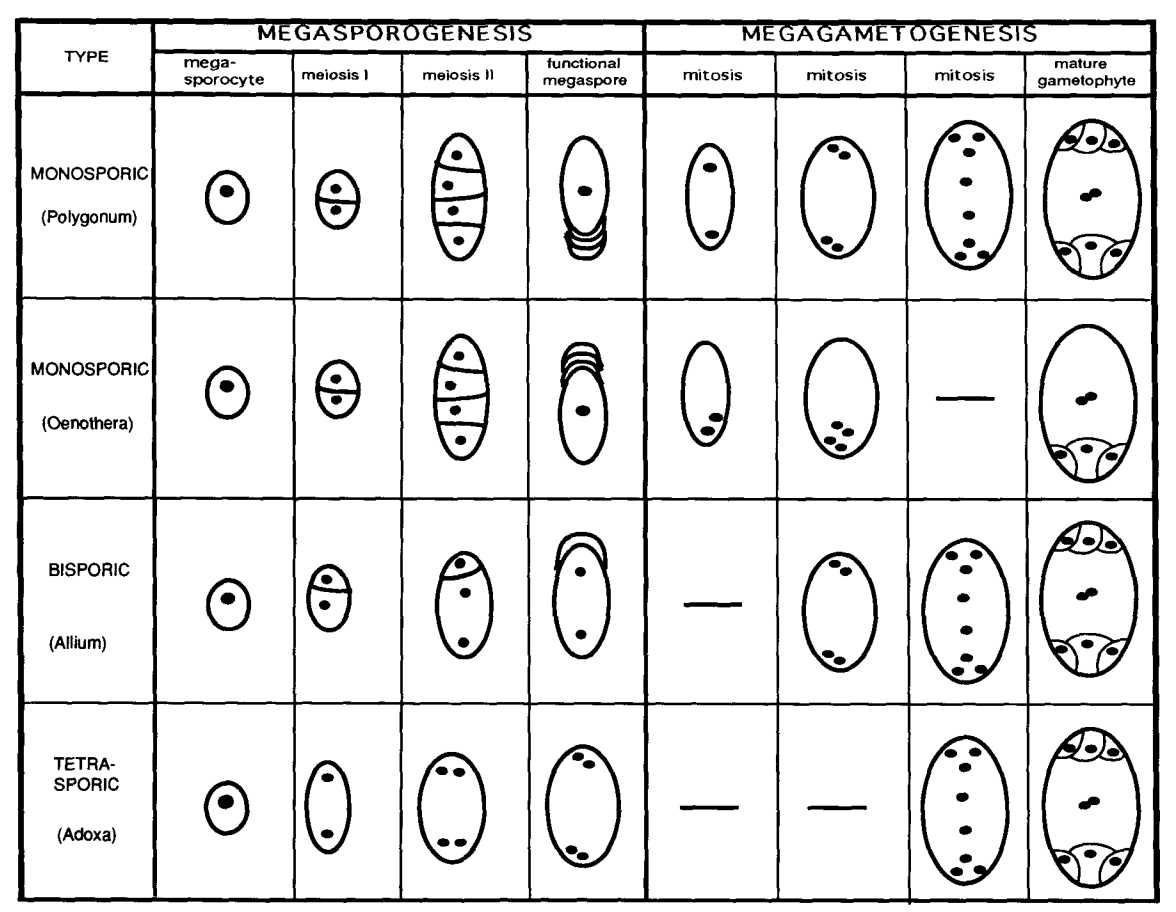Embryo Sac - Structure, Types, Development, Function - Biology Notes Online