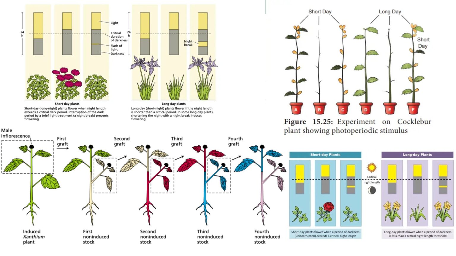 Movements in Plants - Definition, Classification, Mechanism, Examples ...