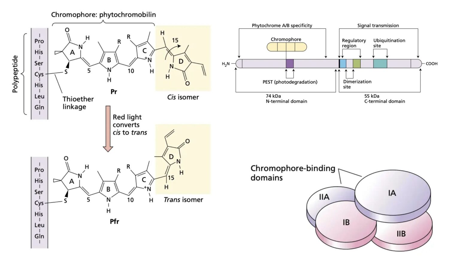 Water Transport Mechanism In Plants - Biology Notes Online