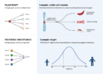 Polygenic Inheritance (Quantitative inheritance) - Characteristics ...