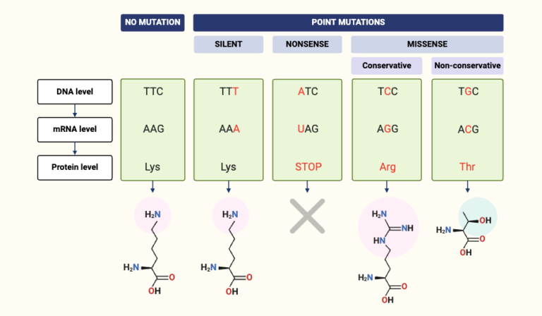 Missense Mutation - Definition, Types, Causes, Examples - Biology Notes ...