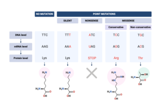 Mutation - Types, Causes, Mechanisms, Agents, Importance - Biology ...
