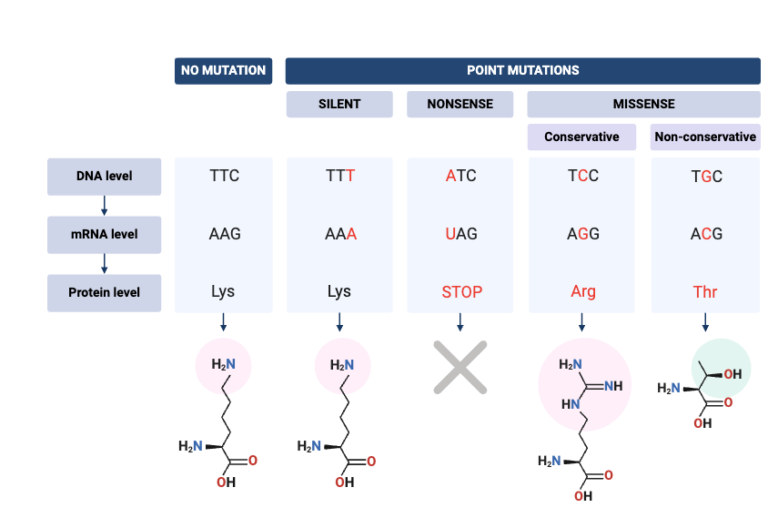 Types of Mutations - Biology Notes Online