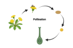 Pollination - Definition, Types, Process, Agents, Adaptation - Biology ...