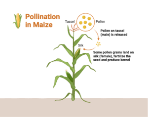 Pollination - Definition, Types, Process, Agents, Adaptation - Biology ...