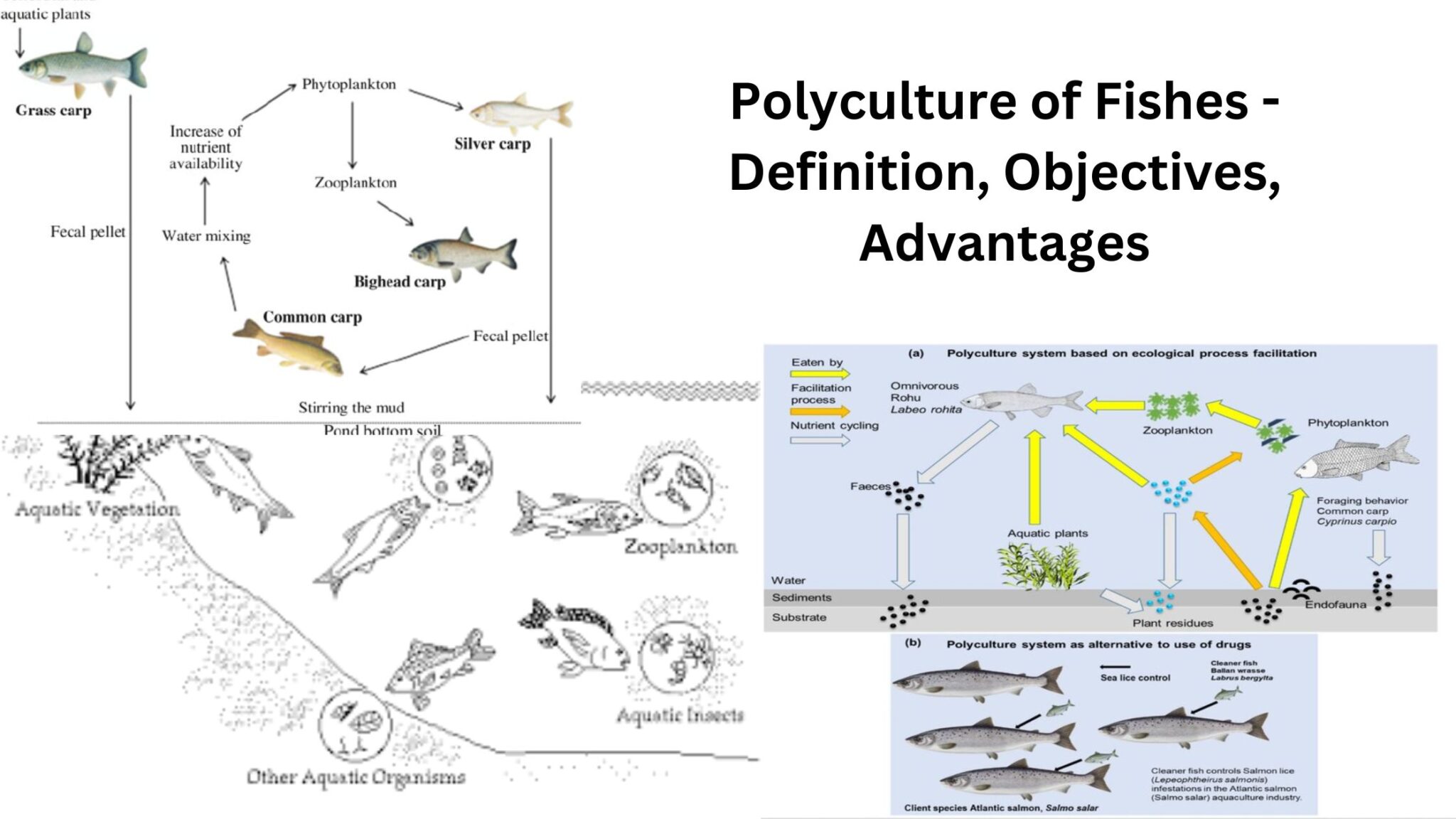 Adaptations in Fishes - Colouration, Sound production, Luminous Organs ...
