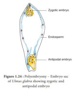 Polyembryony - Definition, Types, Functions, Examples - Biology Notes ...