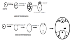Embryo Sac - Structure, Types, Development, Function - Biology Notes Online