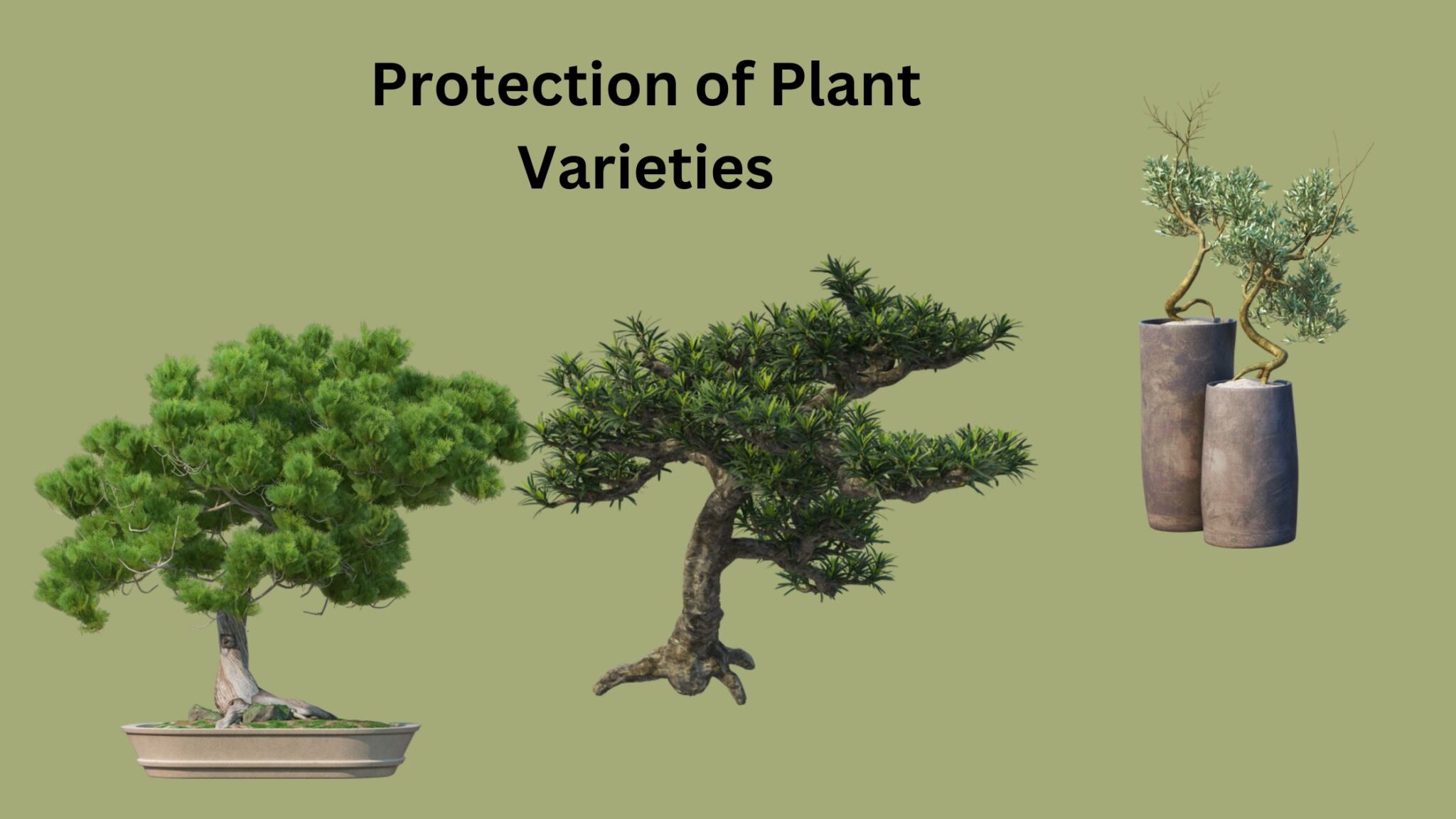 Patents - Definition, Objectives, Rights, Process, Examples - Biology ...