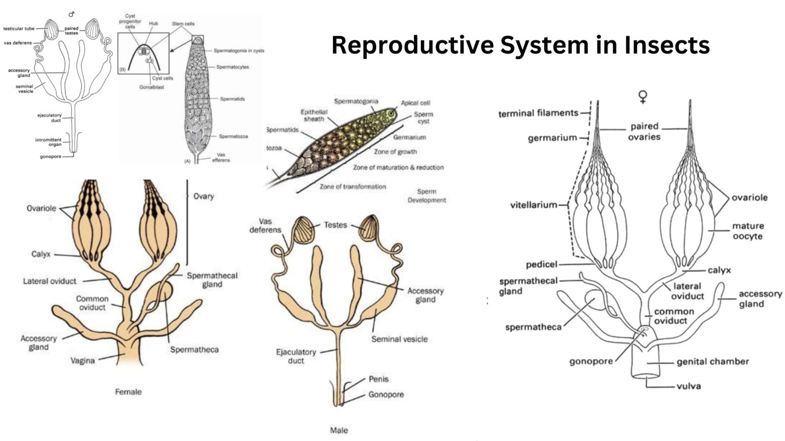 External Morphology of Insects - Head, Eyes, Antennae, Mouth parts ...