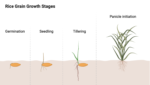 Seed - Structure, Types, Development, Germination, Dispersal - Biology ...