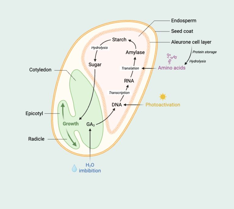 Seed - Structure, Types, Development, Germination, Dispersal - Biology ...