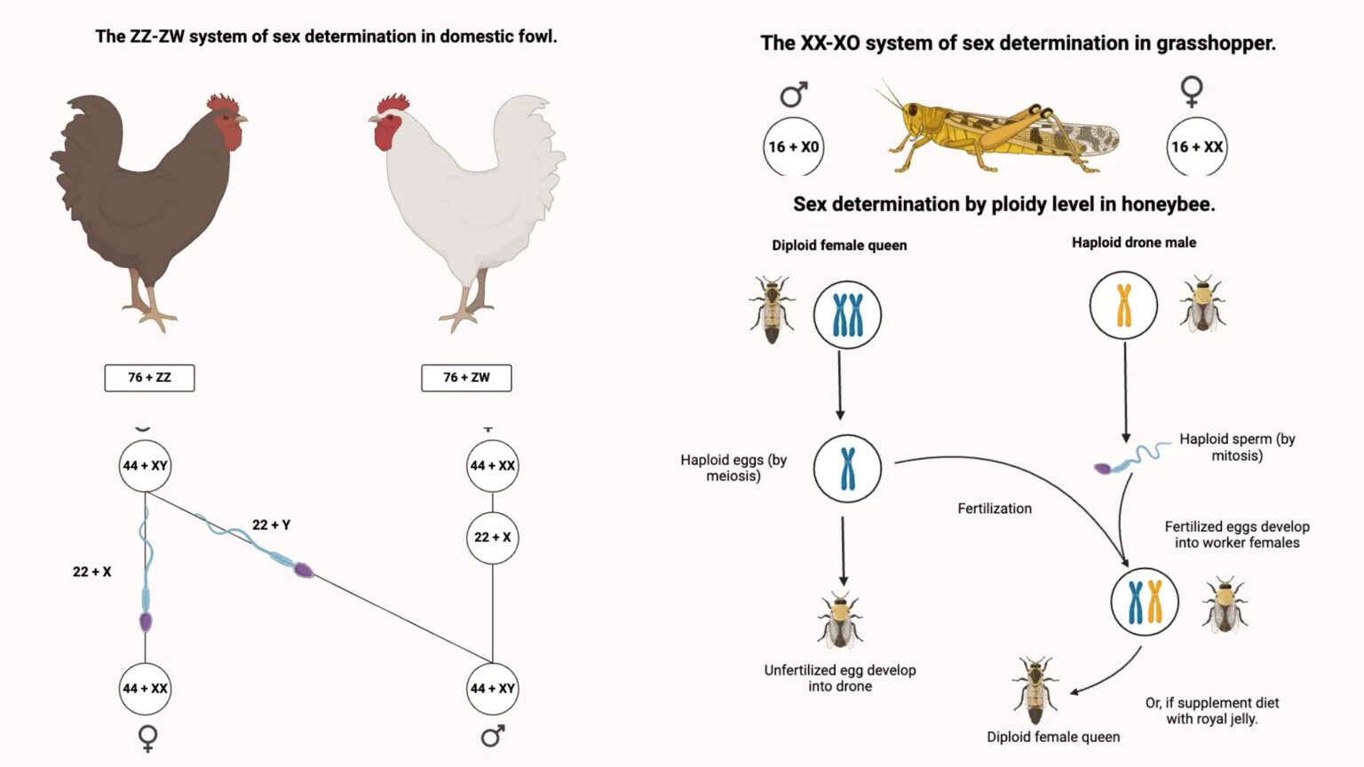 Intron - Definition, Structure, Functions - Biology Notes Online