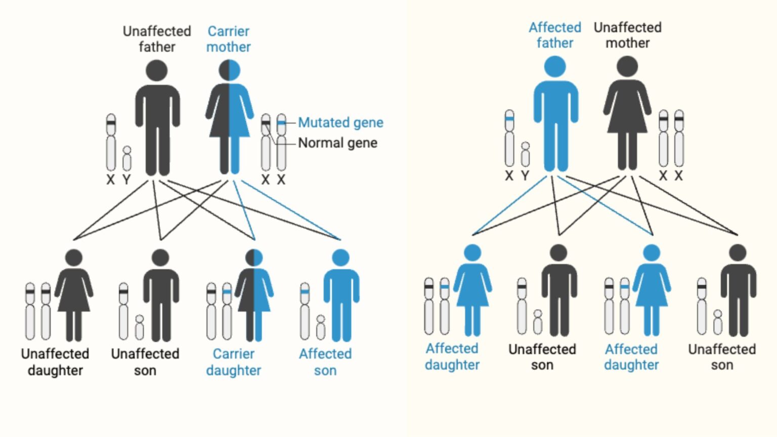 Polygenic Inheritance (Quantitative inheritance) - Characteristics ...