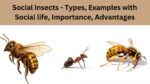 Classification of Insects - Basis of insect classification and ...