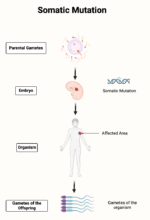 Somatic Mutation - Definition, Causes, Mechanism, Examples - Biology ...